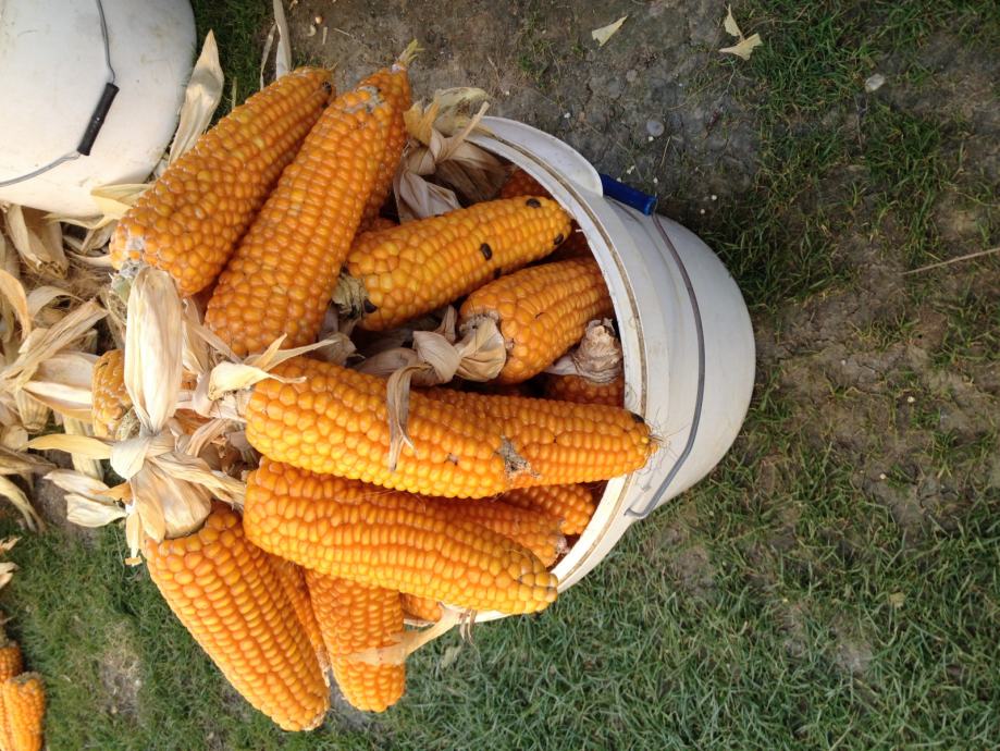 Stara sorta kukuruza