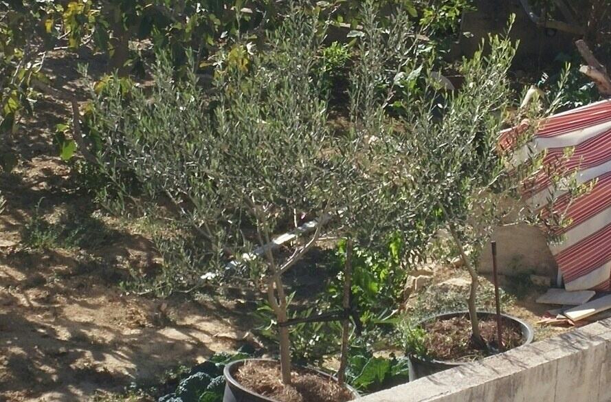 Stara sorta masline oblica u pitaru