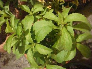 Stevija, sadnice i sjeme - slatka biljka STEVIA REUBADIANA