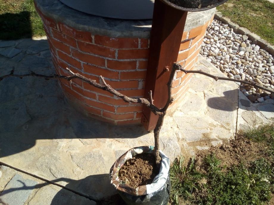 Stolno grožđe veliki trsovi u rodu