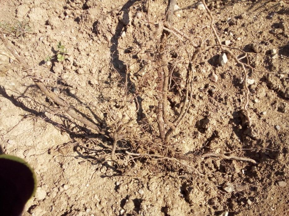 Stolno grožđe veliki trsovi u rodu