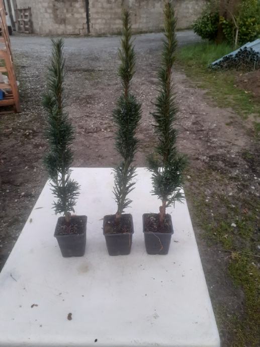 Stupolika tisa, Taxus baccata fastigiata