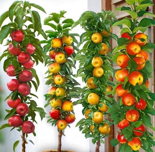 STUPOLIKE - STUPASTE - BALERINA - VOĆNE SADNICE