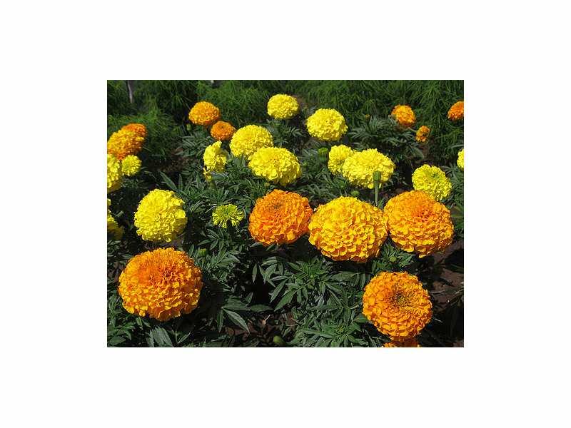 TAGETES ERECTA, visoka kadifica, kadifice za vrt ili velike posude