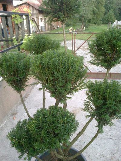 Taxus bacata (tisa)
