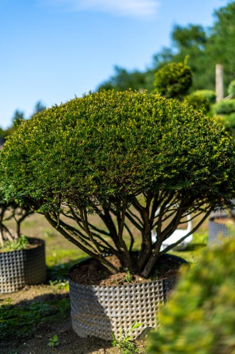 Tisa - šišana u kuglu promjer od 60-100 cm