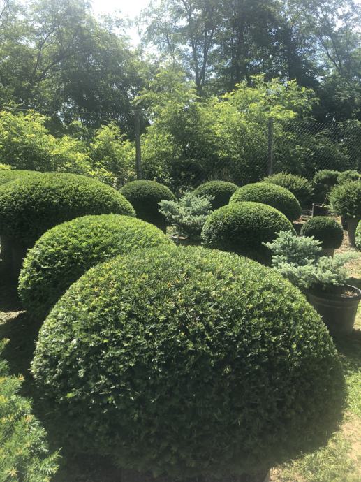 Tisa - šišana u kuglu promjer od 60-100 cm