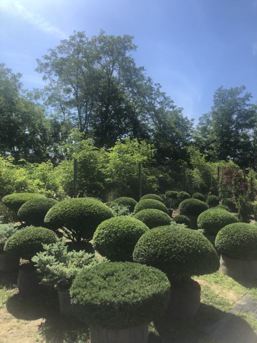 Tisa - šišana u kuglu promjer od 60-100 cm