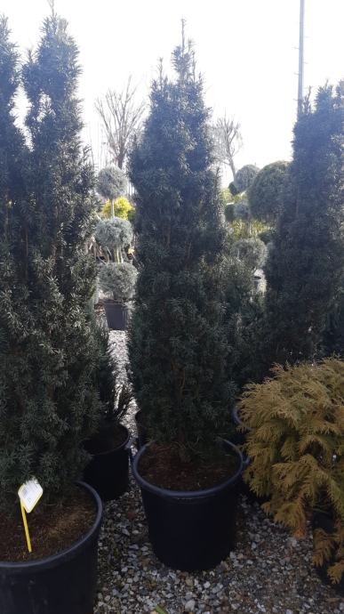 Taxus Baccata / Tisa