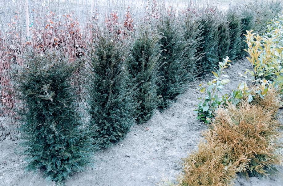 Taxus Baccata / Tisa