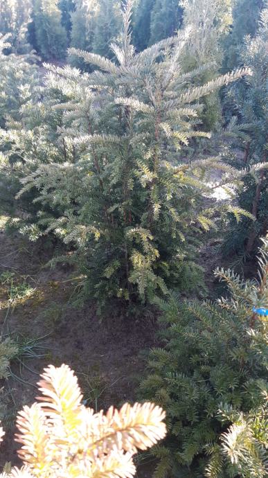 Taxus Baccata / Tisa