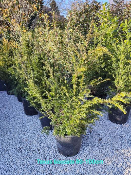 Taxus Baccata / Tisa