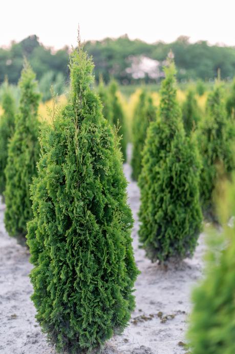 Thuja occidentalis Degroots Spire
