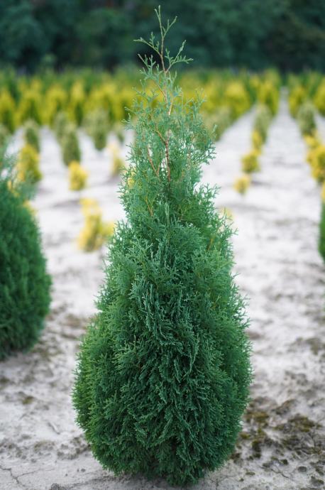 Thuja occidentalis Holmstrup