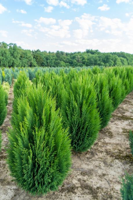 Chamaecyparis lawsoniana Erecta Viridis