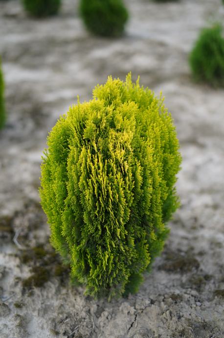 Thuja orientalis Morgan