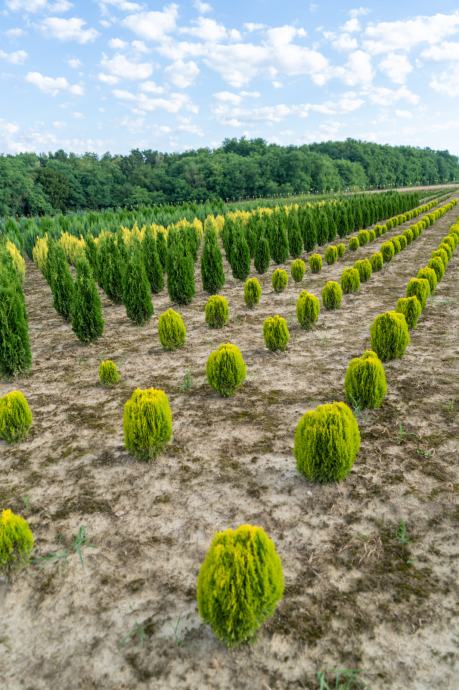 Thuja orientalis Morgan