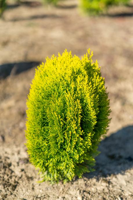 Thuja orientalis Morgan