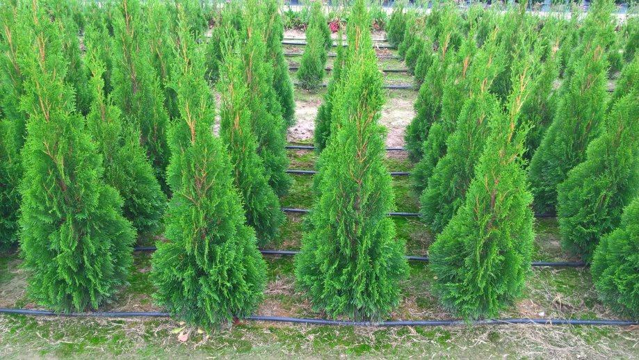 Thuja, pačempres, lovorvišnja, borovica, tisa