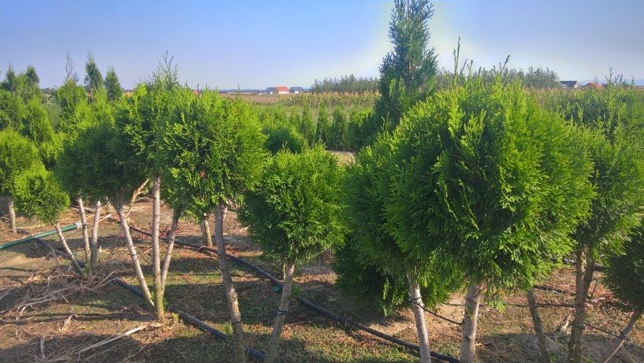 Thuja, pačempres, lovorvišnja, borovica, tisa