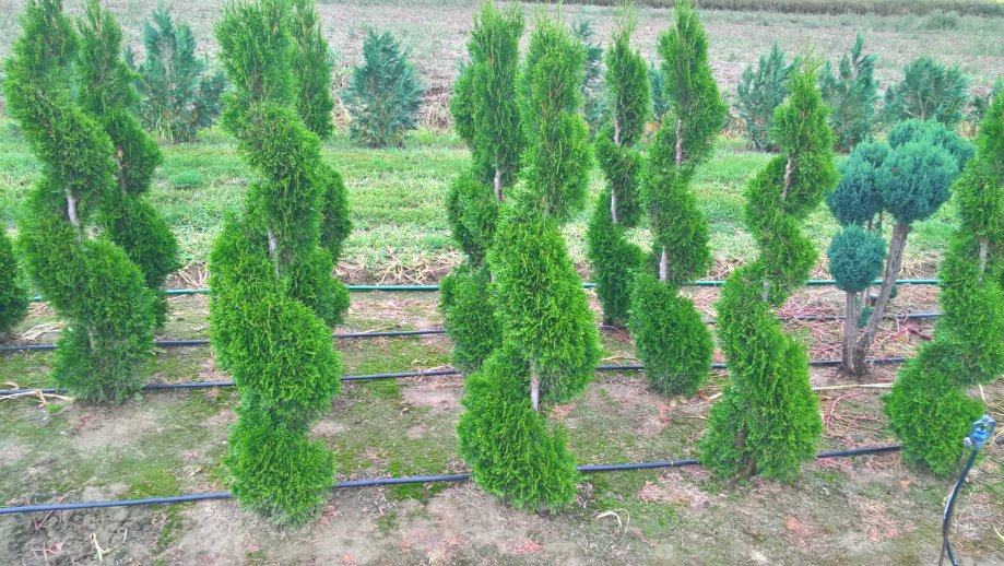 Thuja, pačempres, lovorvišnja, borovica, tisa