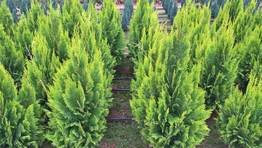 Thuja, pačempres, lovorvišnja, borovica, tisa