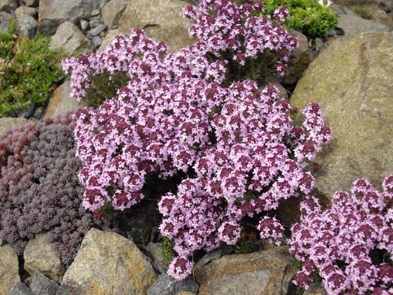 Timijan / Thymus / Ljekovito / Sjeme