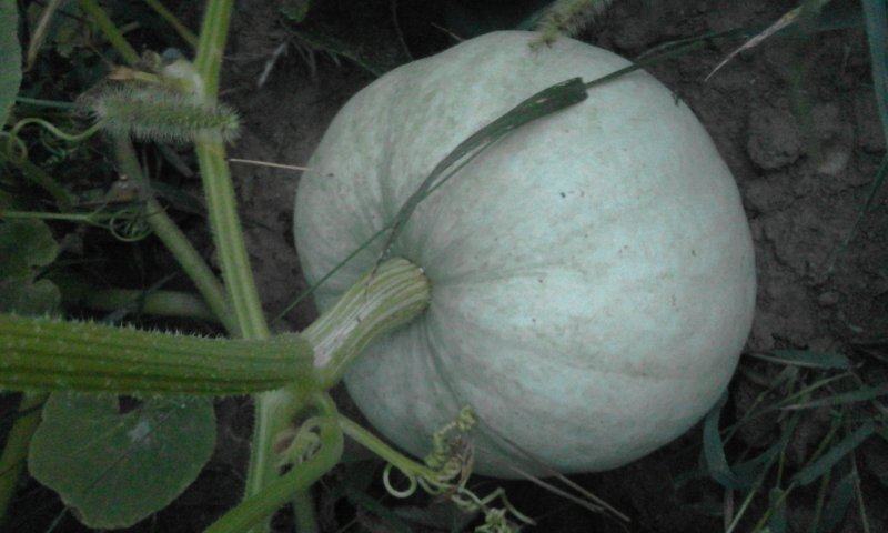 Tikva stambolka (turkinja, misirača) - organsko sjeme