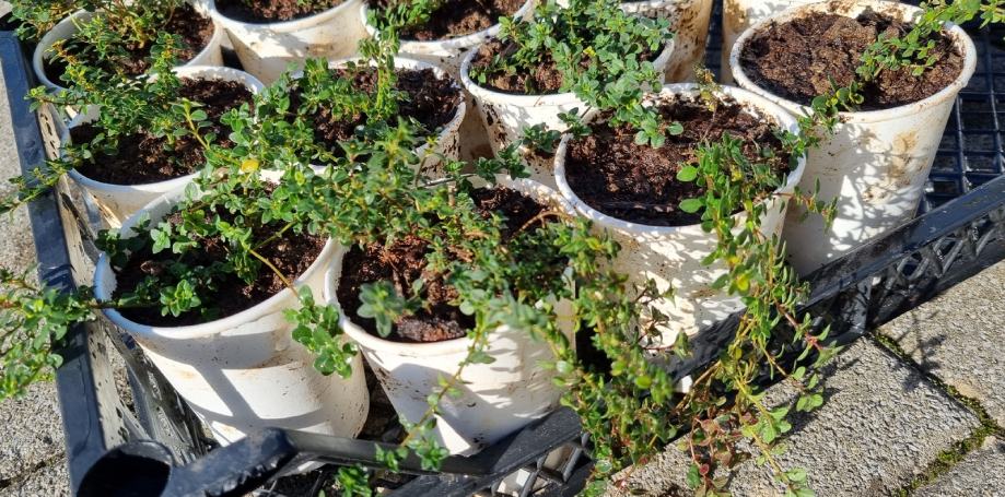 Limunski timijan sadnice