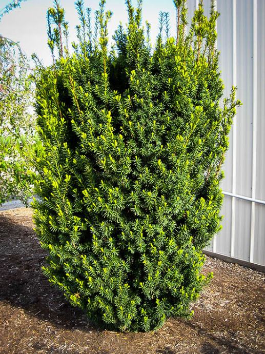 TISA - Taxus x media Hicksii - sadnice tise