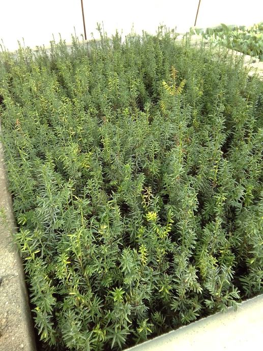 TISA ZA ŽIVICU (taxus bacata Hicksii)