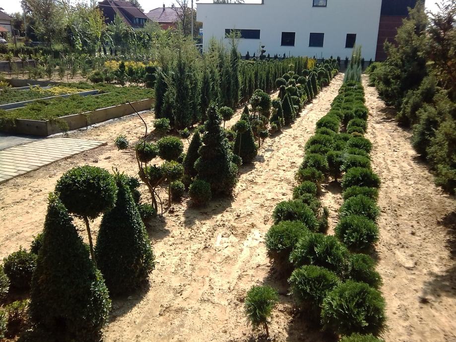 TOPIARY (ŠIŠANI OBLICI BILJAKA)