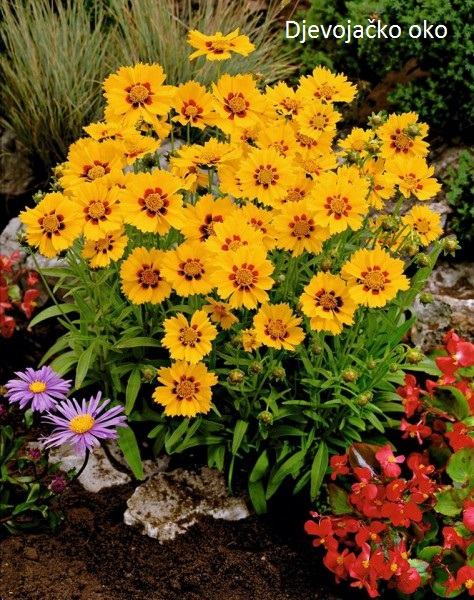 Trajnice i ukrasne trave