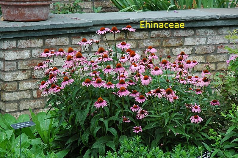 Trajnice i ukrasne trave