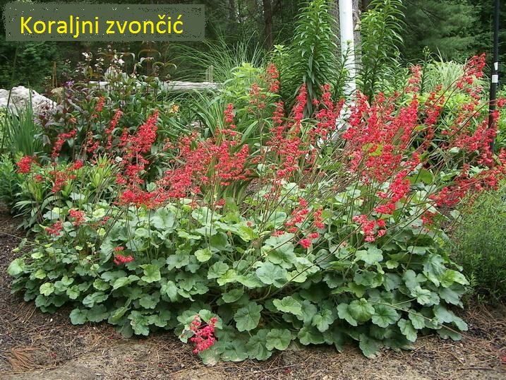 Trajnice i ukrasne trave