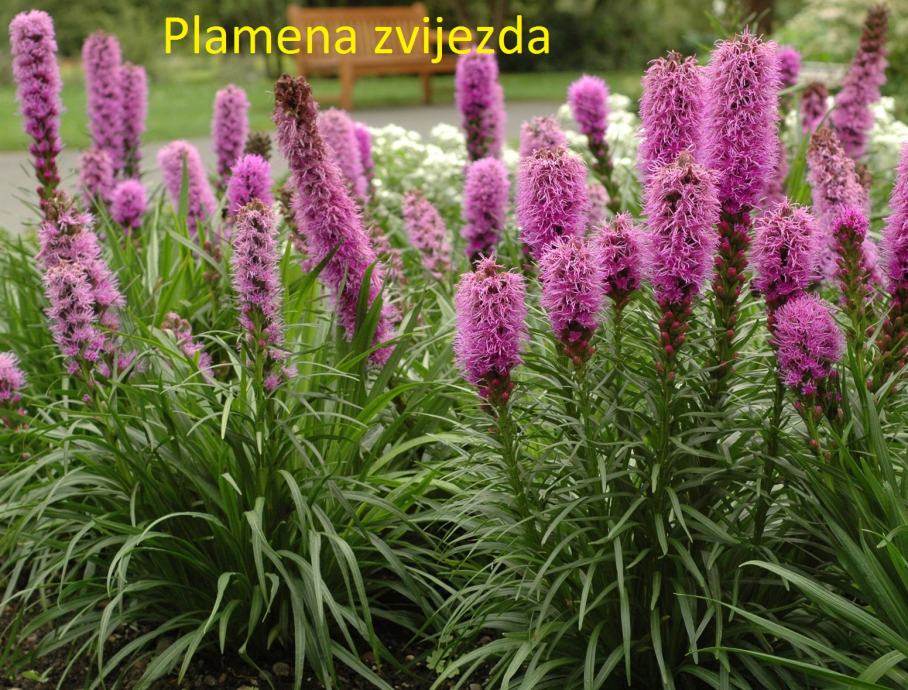 Trajnice i ukrasne trave