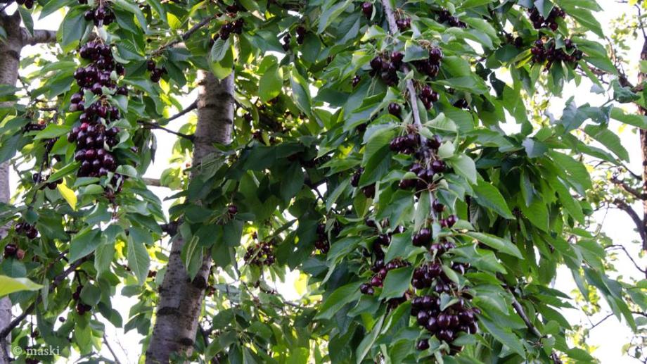 Trešnja Kordia - sadnice