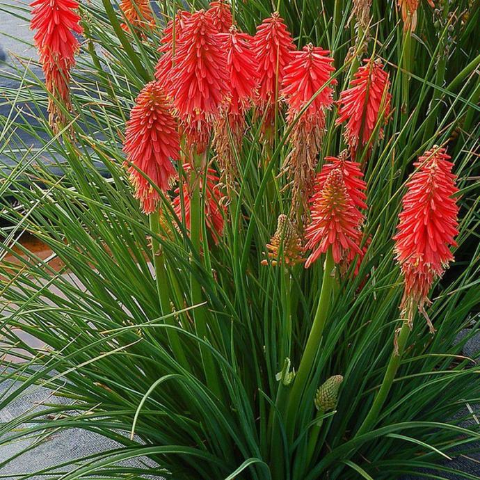 Tritoma / Kniphofia Uvaria / Sjeme