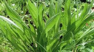 TRPUTAC, 20 sjemenki