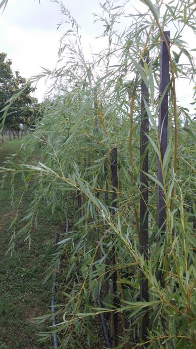 Tužna vrba (salix babylonica) - sadnica