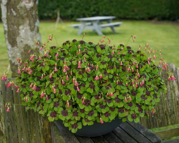 Oxalis tetraphylla / Ukrasna djetelina / SADNICE