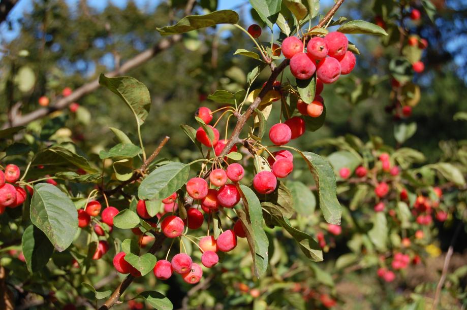 Ukrasna jabuka/Crab Apple(Malus sylvestris)