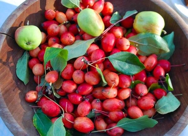 Ukrasna jabuka/Crab Apple(Malus sylvestris)