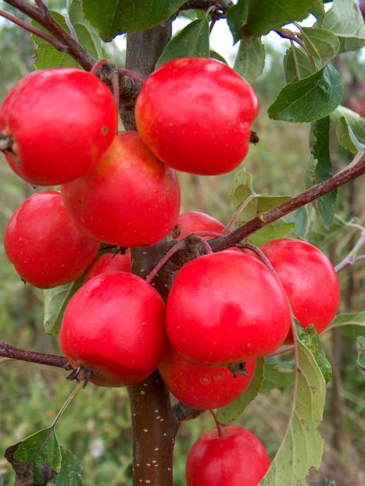 Ukrasna jabuka/Crab Apple(Malus sylvestris)