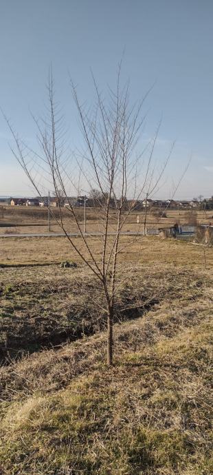 Ukrasna stabla brzorastučeg Brijesta - JAKO POVOLJNO!! - HITNO!!