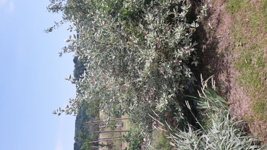 Ukrasni drijen, cornus alba variegata