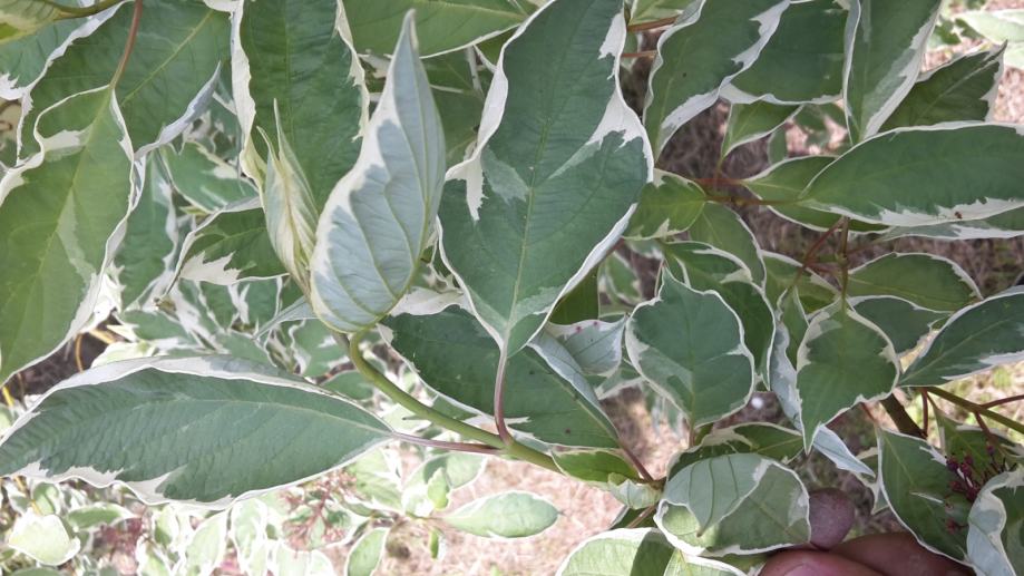 Ukrasni drijen, cornus alba variegata