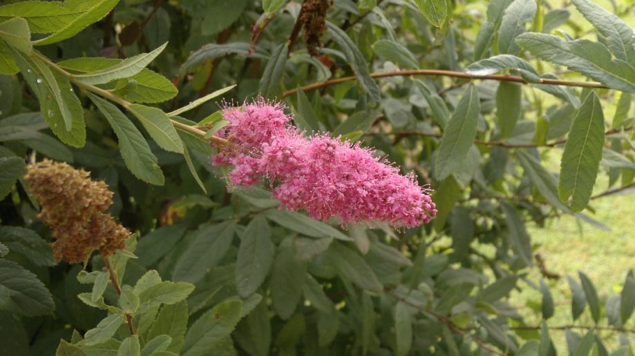 Ukrasni grm Rose spirea