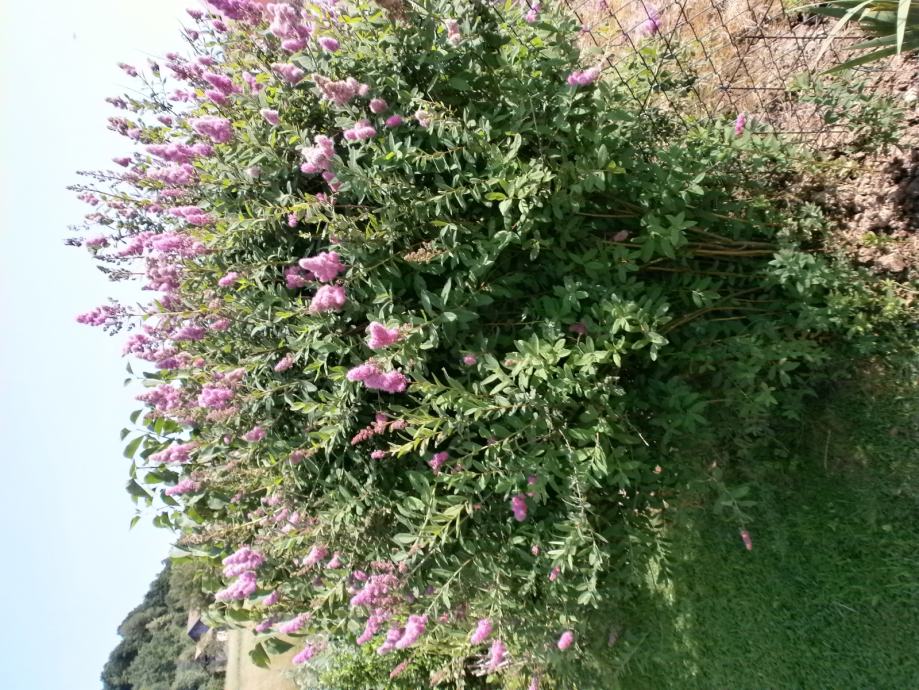 Ukrasni grm Rose spirea