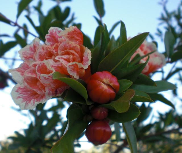 UKRASNI GRMOVI, sadnice, ZA VRT U PRIMORJU